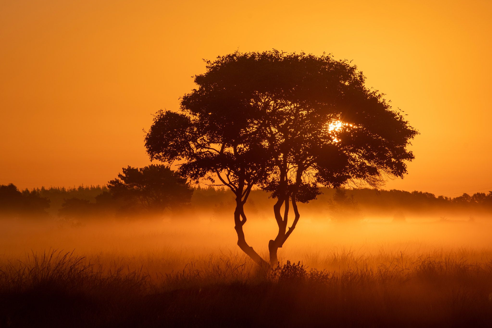 Popular Tree at Wierdense Veld, Netherlands
