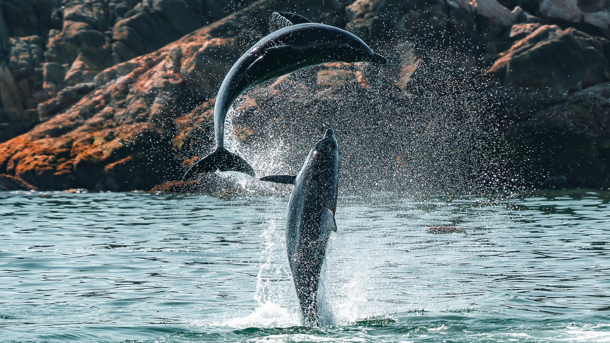 Dolphin Watch In Oman, Oman