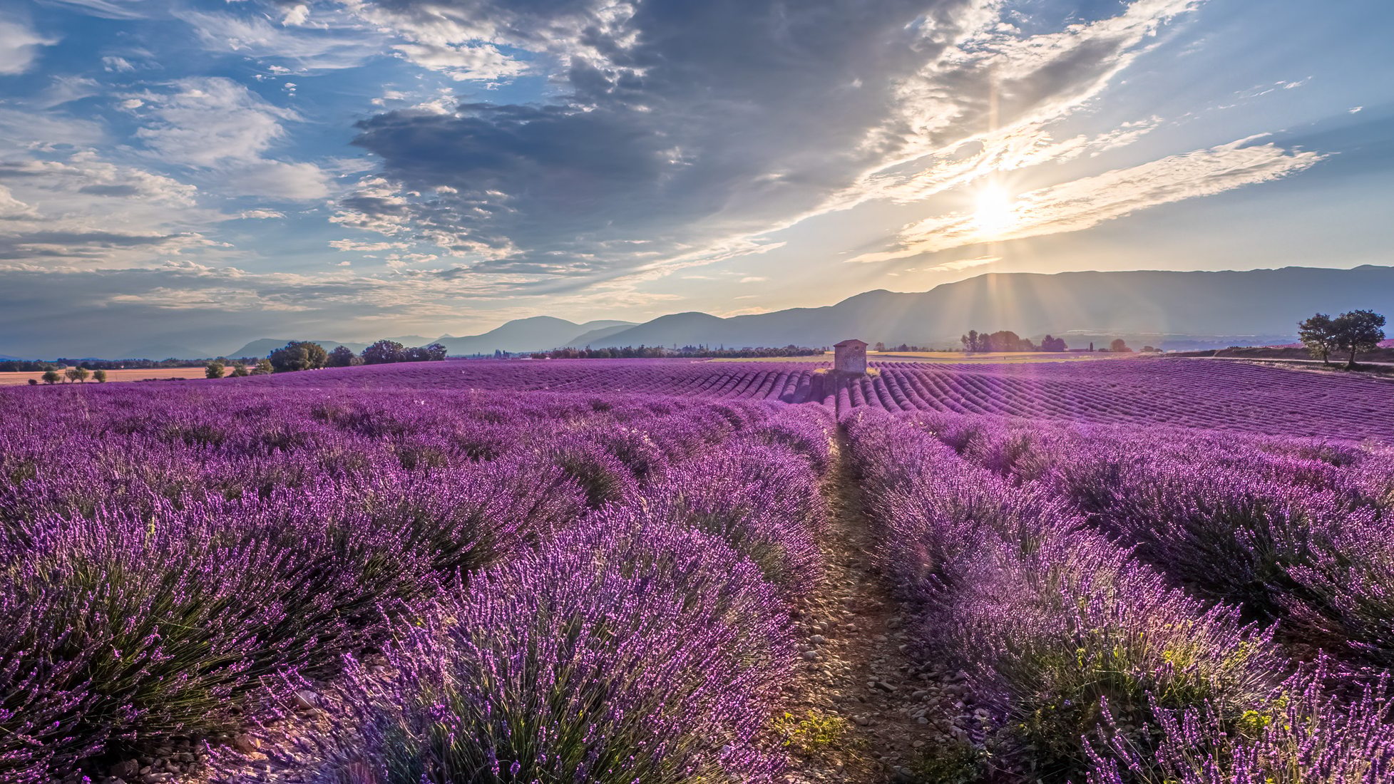 Lavender fields near Riez, France