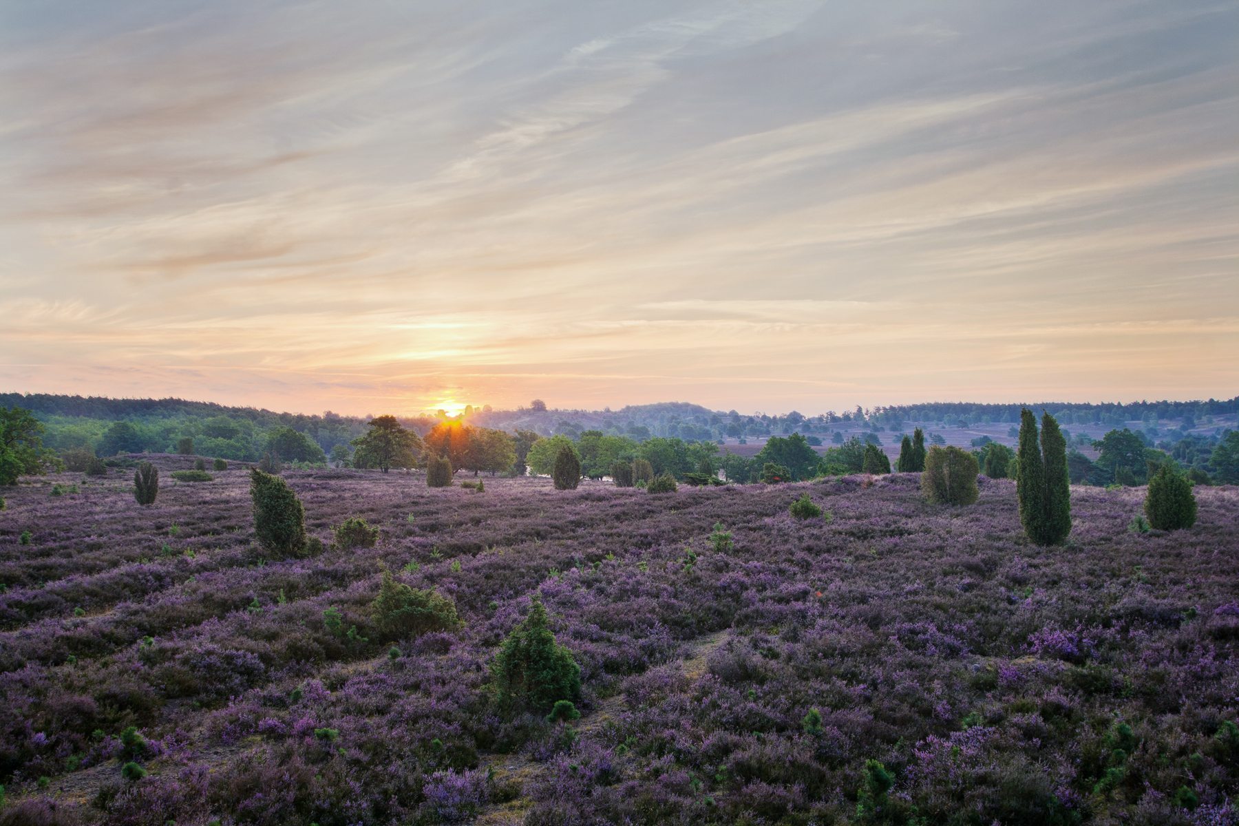 Top Photo Spots at Lünenburger Heide in 2024