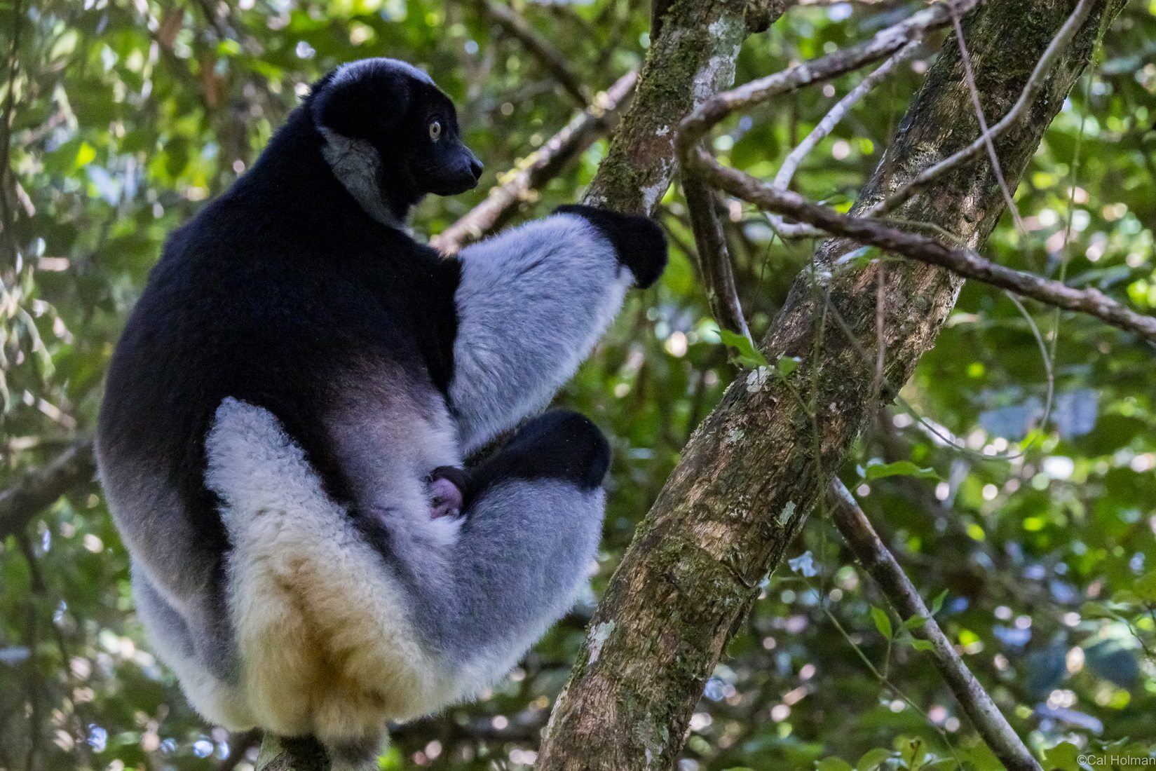 Andasibe-Mantadia National Park, Madagascar
