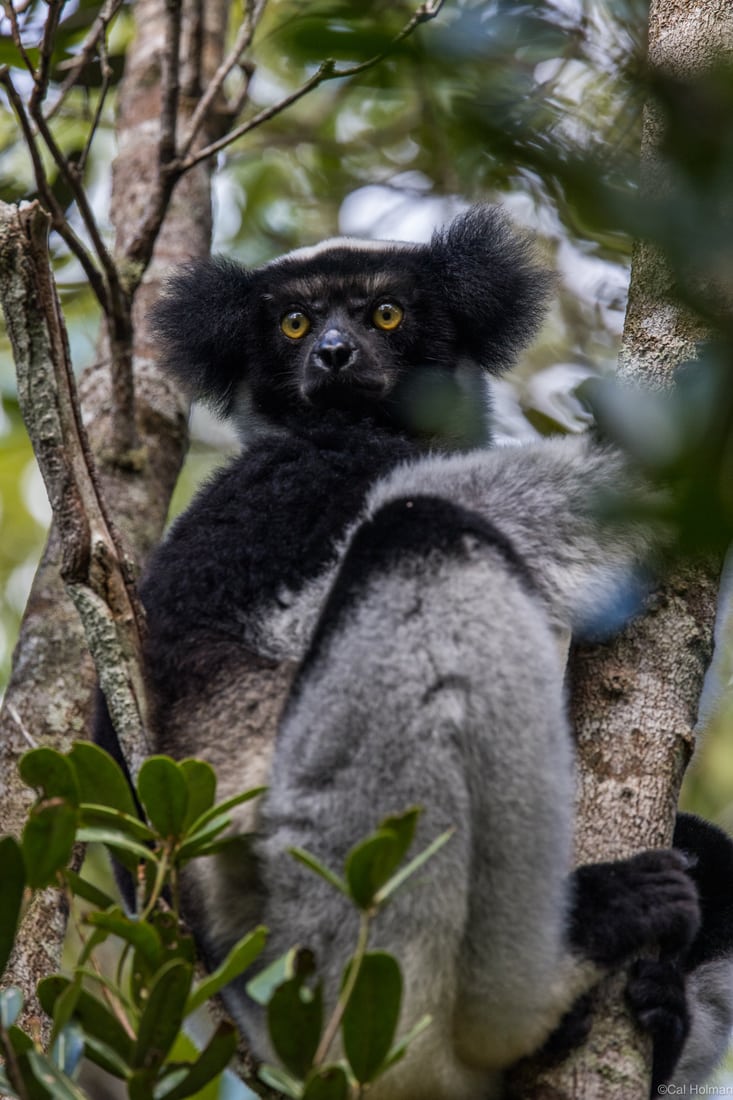 Andasibe-Mantadia National Park, Madagascar