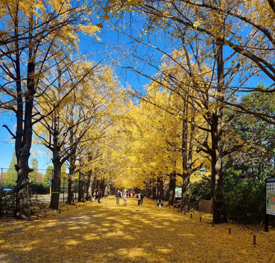 Gingko avenue, Japan