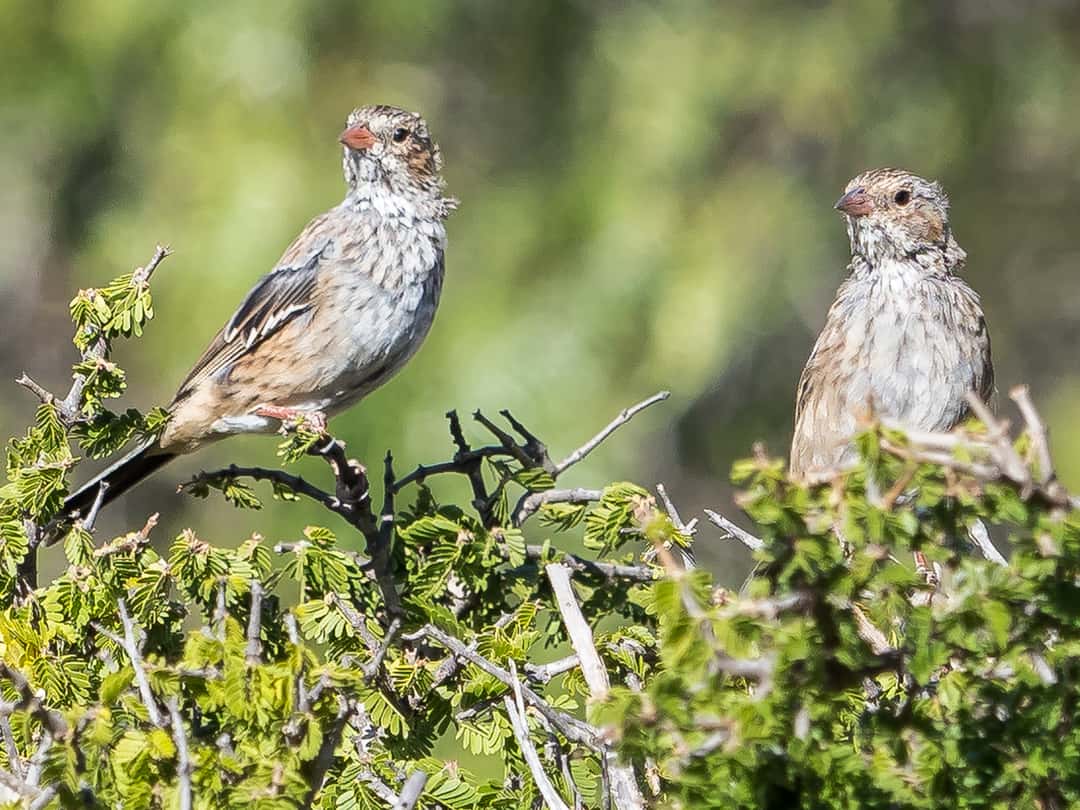 Top Photo Spots at Las Chinchillas National Reserve in 2026