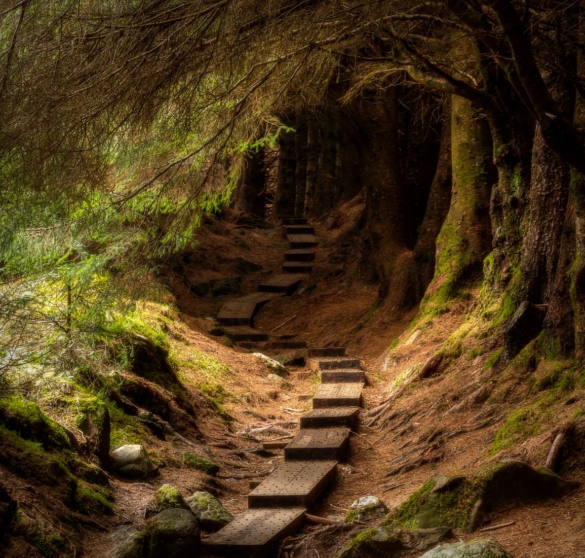 Ballinastoe Woods, Ireland