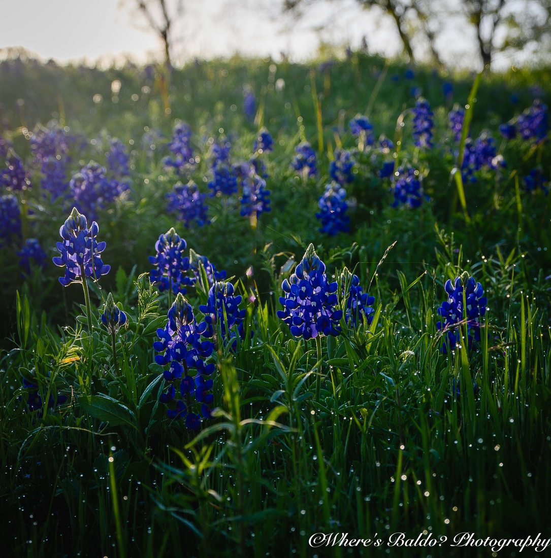 Meadow View Nature Area, USA