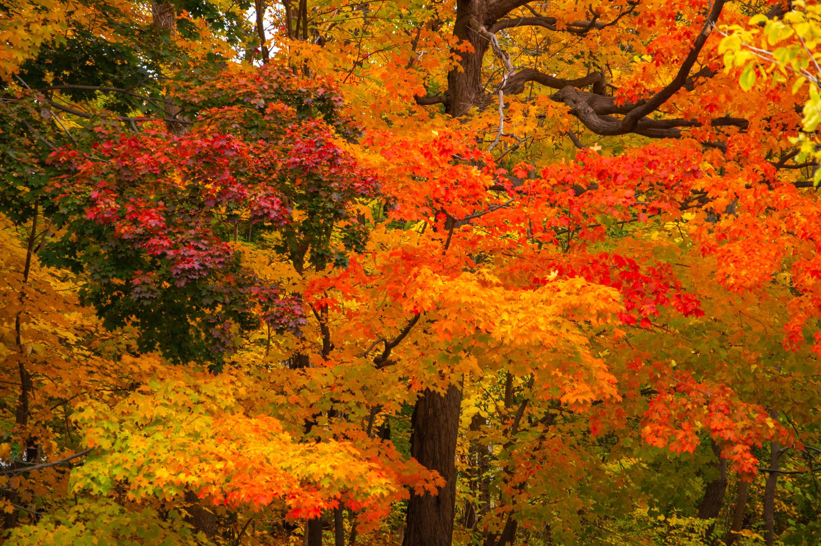 Mount Royal Park, Canada