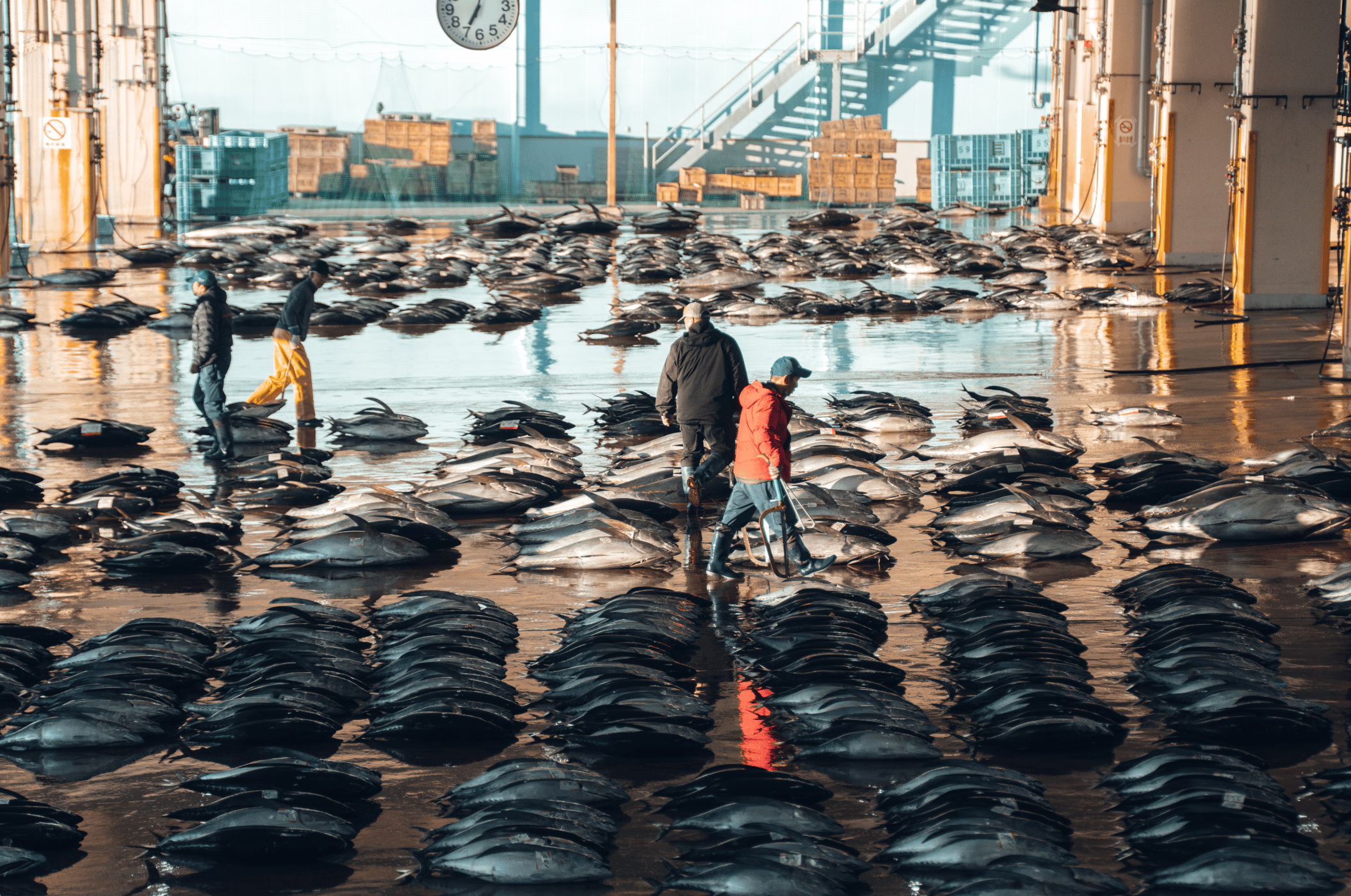 Tuna Fish Market, Japan