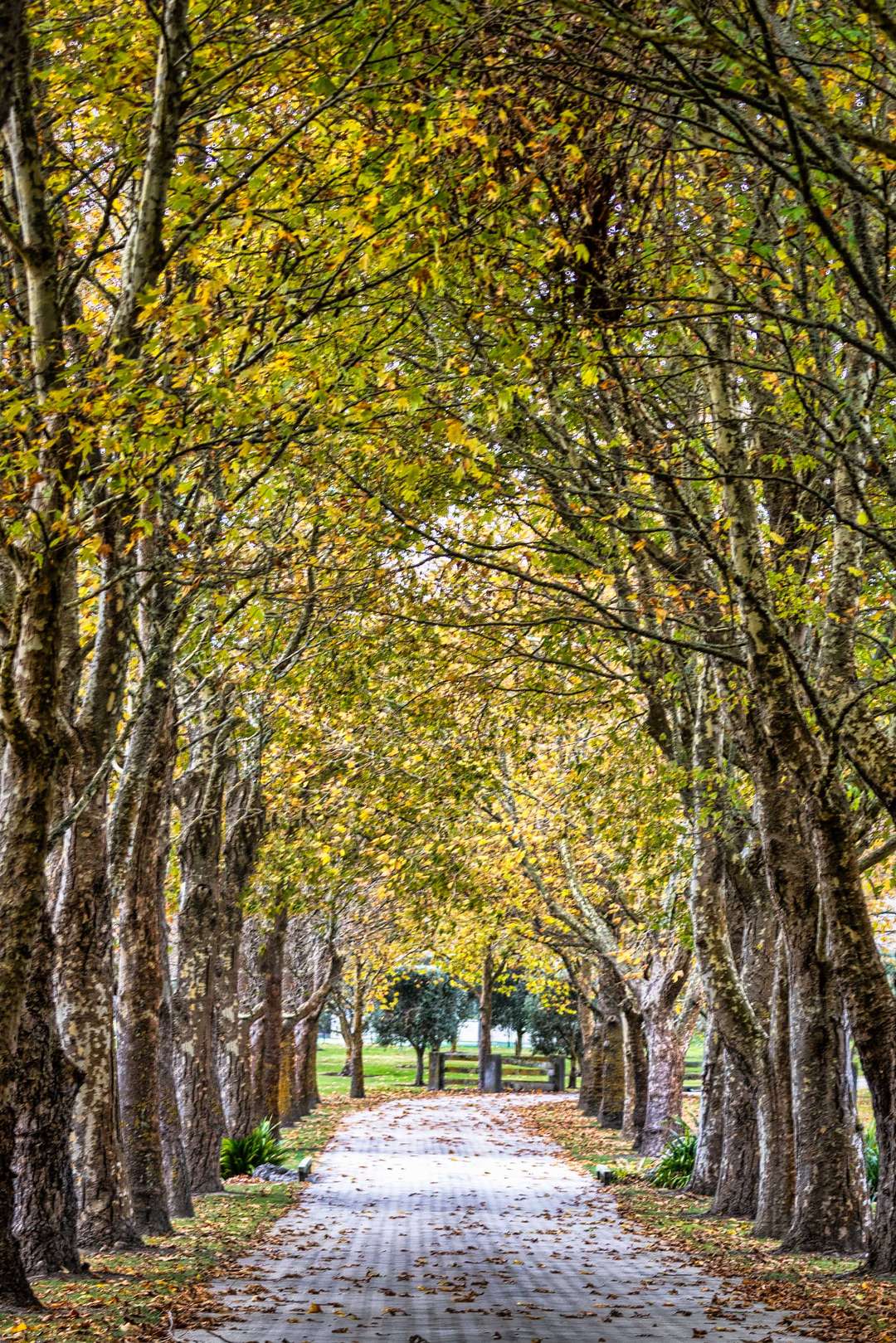 Waimarama Rd, Havelock North, North Island, New Zealand