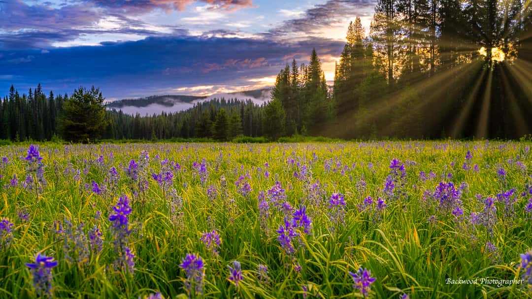 Packer Meadow Sunset, USA