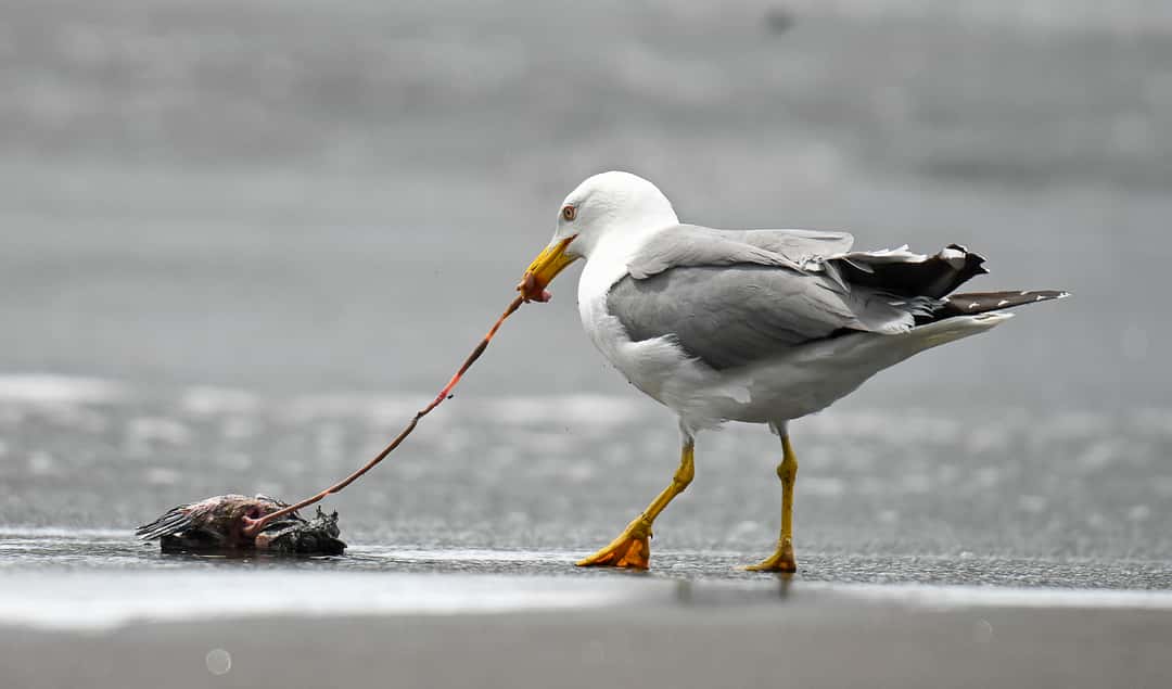 A seagull managed to capture its prey, Portugal