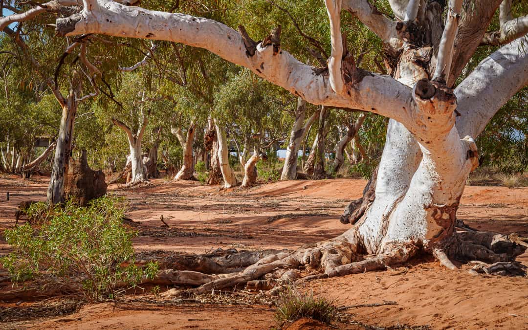Top Photo Spots at River Red Gums in 2026