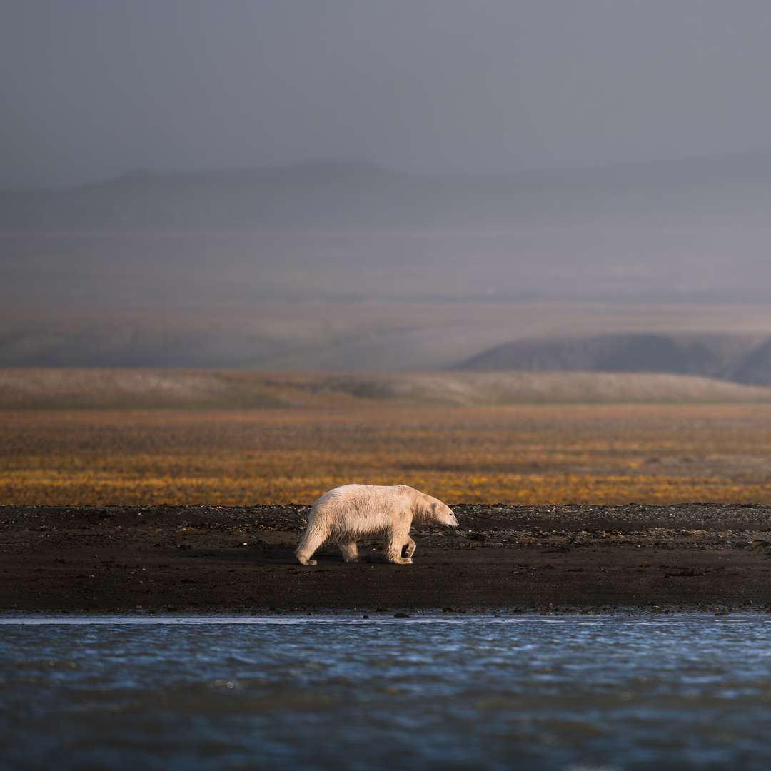 Polar Bear Hassensteinbukta, Svalbard & Jan Mayen Islands