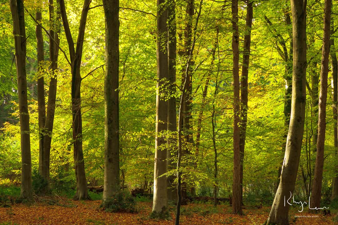 Top Photo Spots at Micheldever Woods in 2026