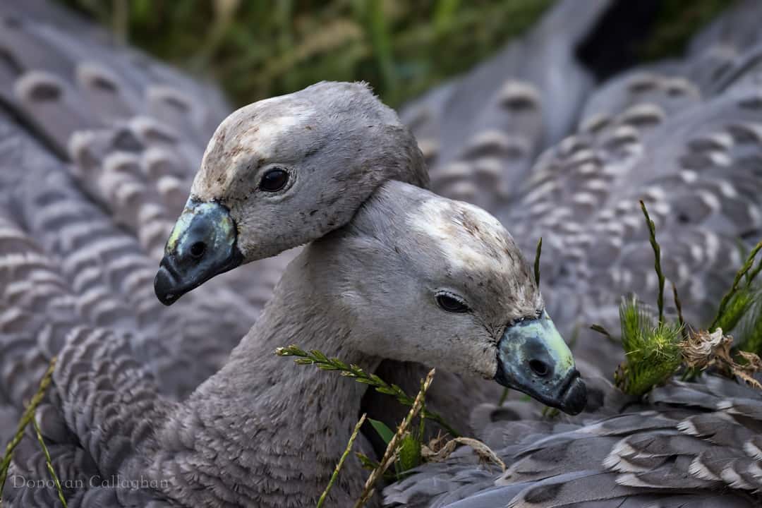 Cape Barren Geese, Nobbies, Phillip Island, Victoria, Australia