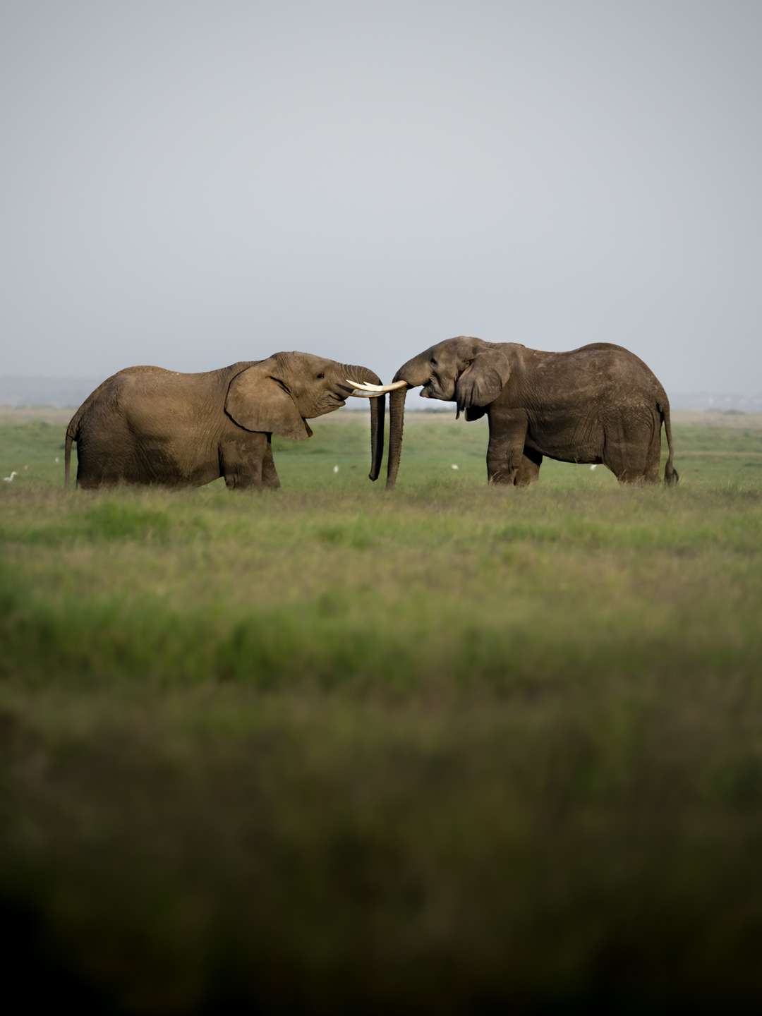 Swamps in Amboseli National Park, Kenya